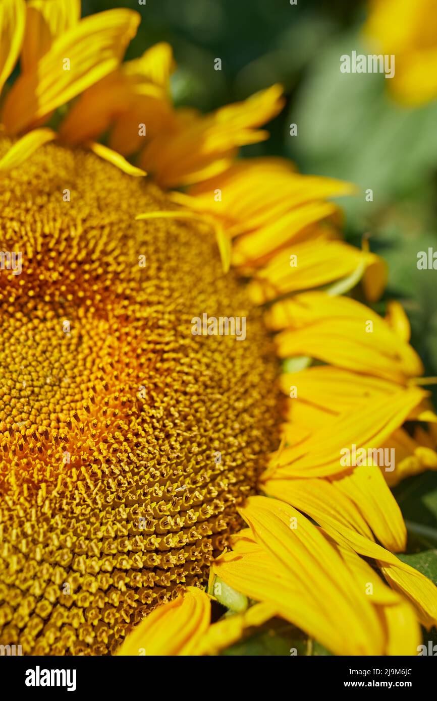 Fully blooming field sunflowers hi-res stock photography and images - Alamy