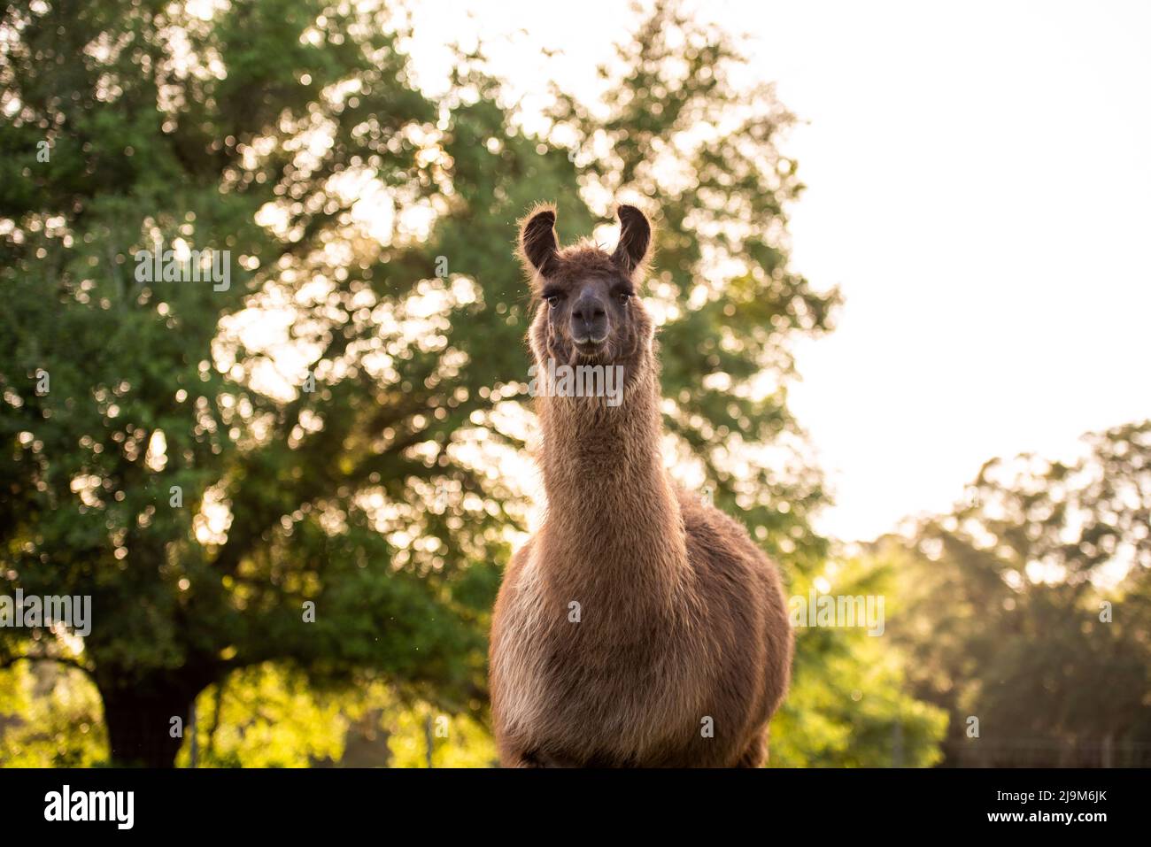 lama in the meadow in the pasture at sunset, fluffy llama before summer ...