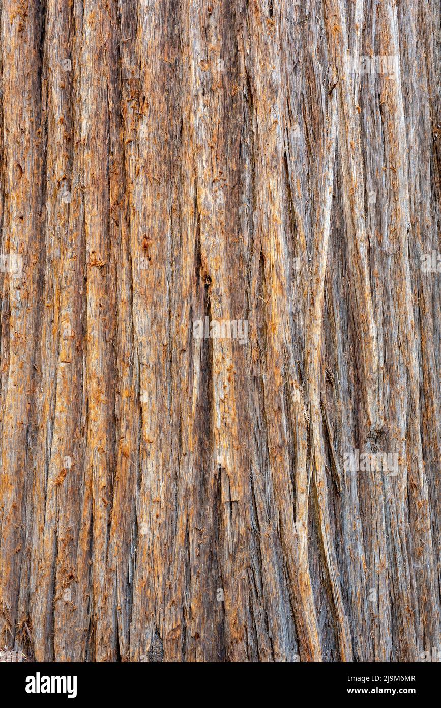The bark of a coastal redwood, Sequoia sempervirens- texture or ...