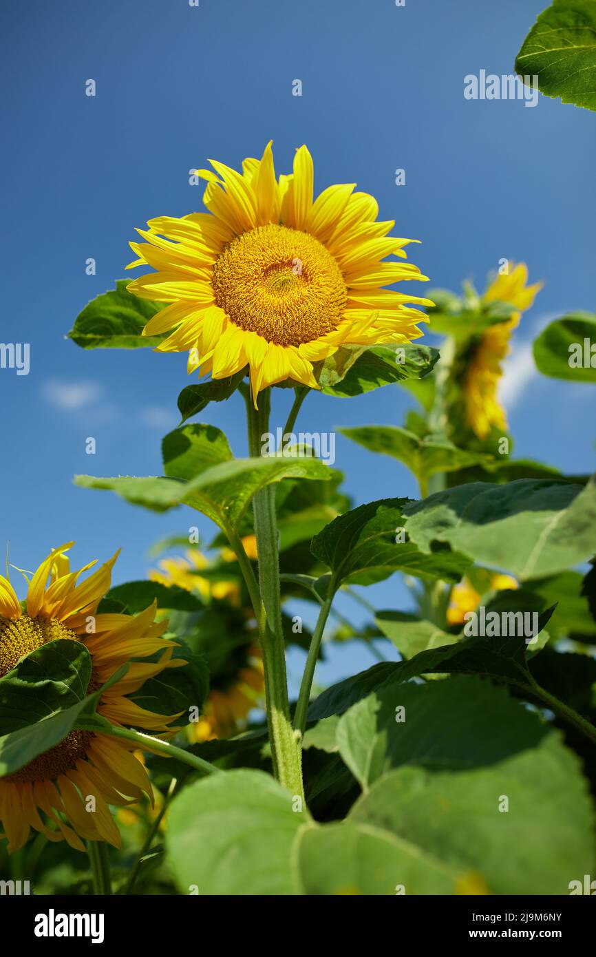 A sunny field of sunflowers in glowing yellow light. A bright yellow ...