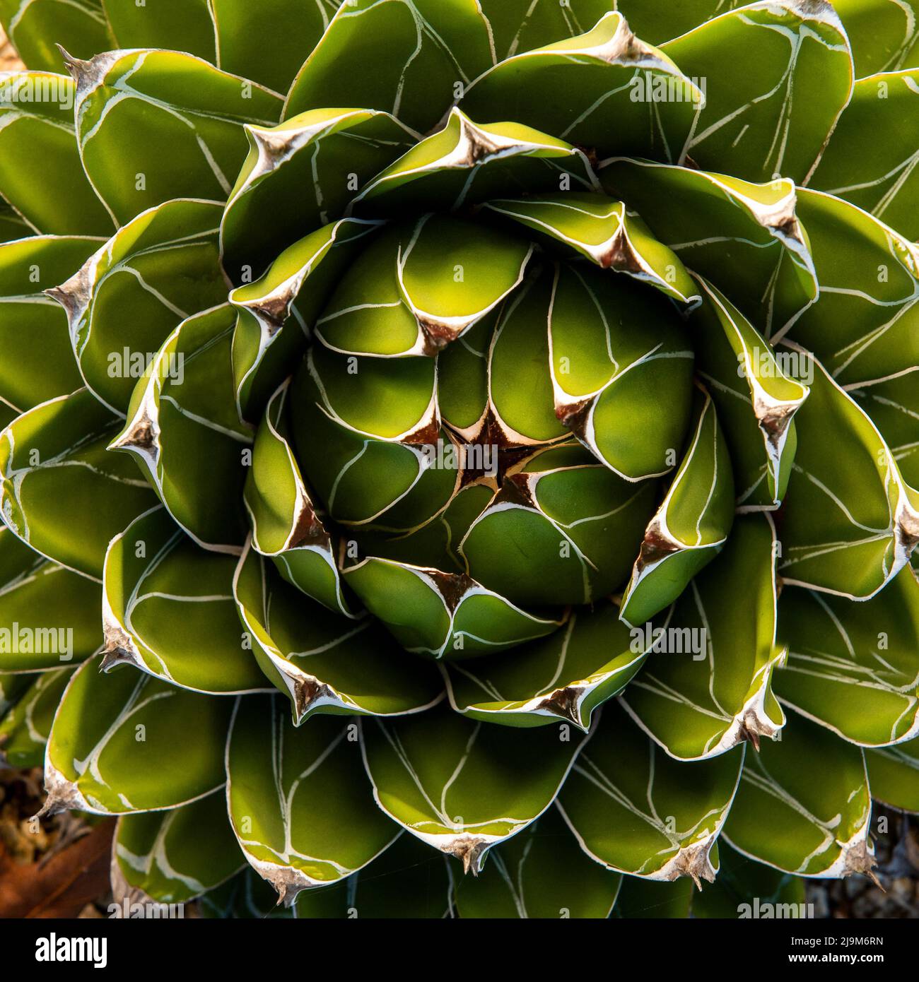 The concentric pattern of the spiral arrangement of the leaves of the ...