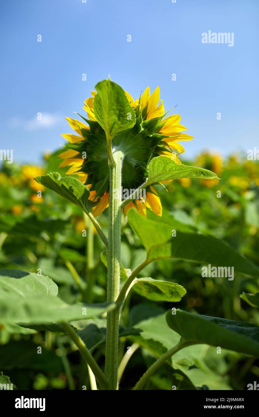 View fully bloomed sunflower hi-res stock photography and images - Alamy