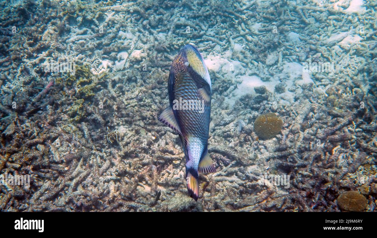 Underwater photo of Titan Triggerfish or Balistoides viridescens in ...