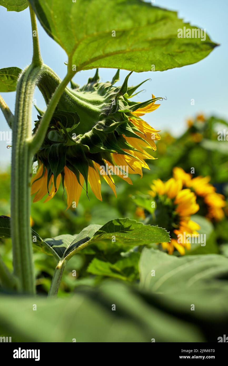Sunflowers from the back hi-res stock photography and images - Alamy