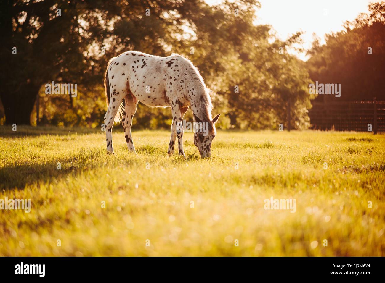 Appaloosa horse in the pasture at sunset, white horse with black and ...