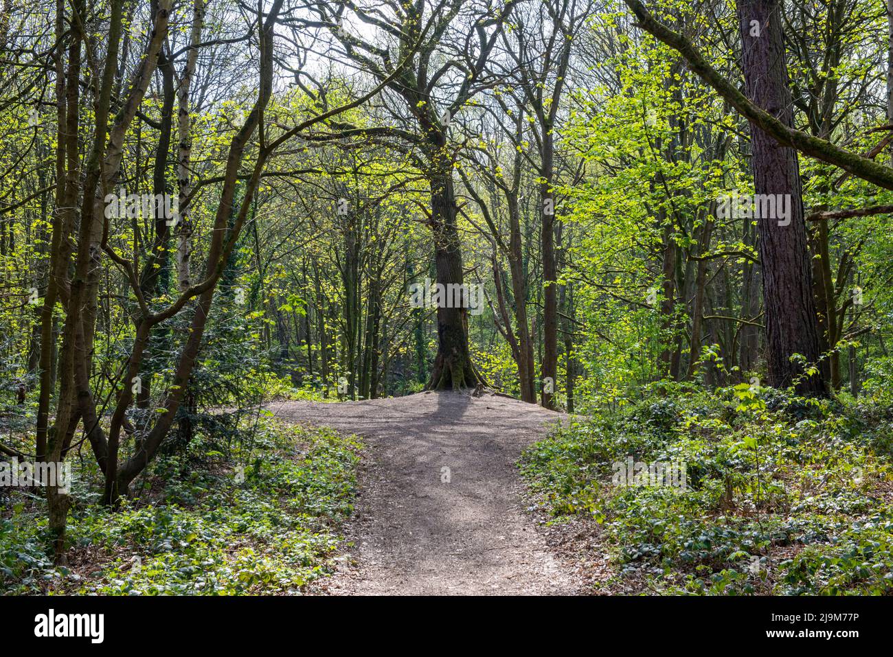 Spring at Bestwood Park in Nottingham, Nottinghamshire England UK Stock ...