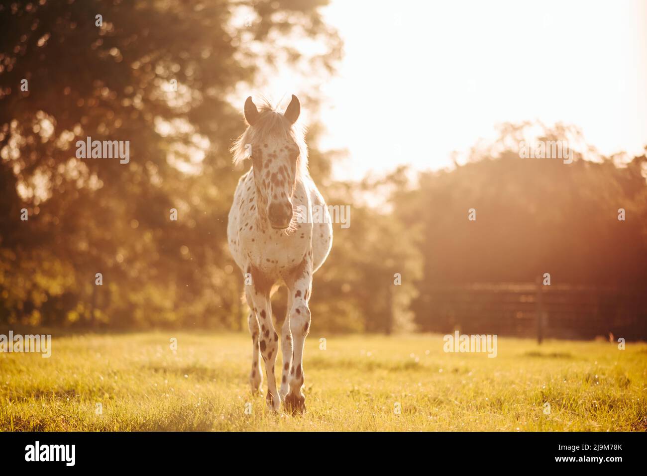 Appaloosa horse in the pasture at sunset, white horse with black and ...