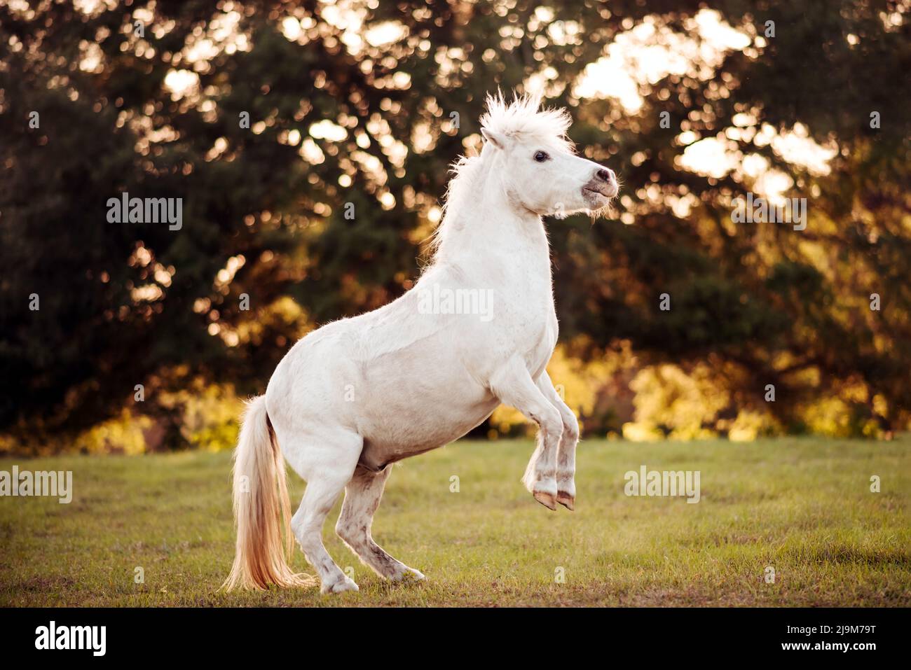 White pony in a pasture at sunset. Pony on the farm Stock Photo - Alamy