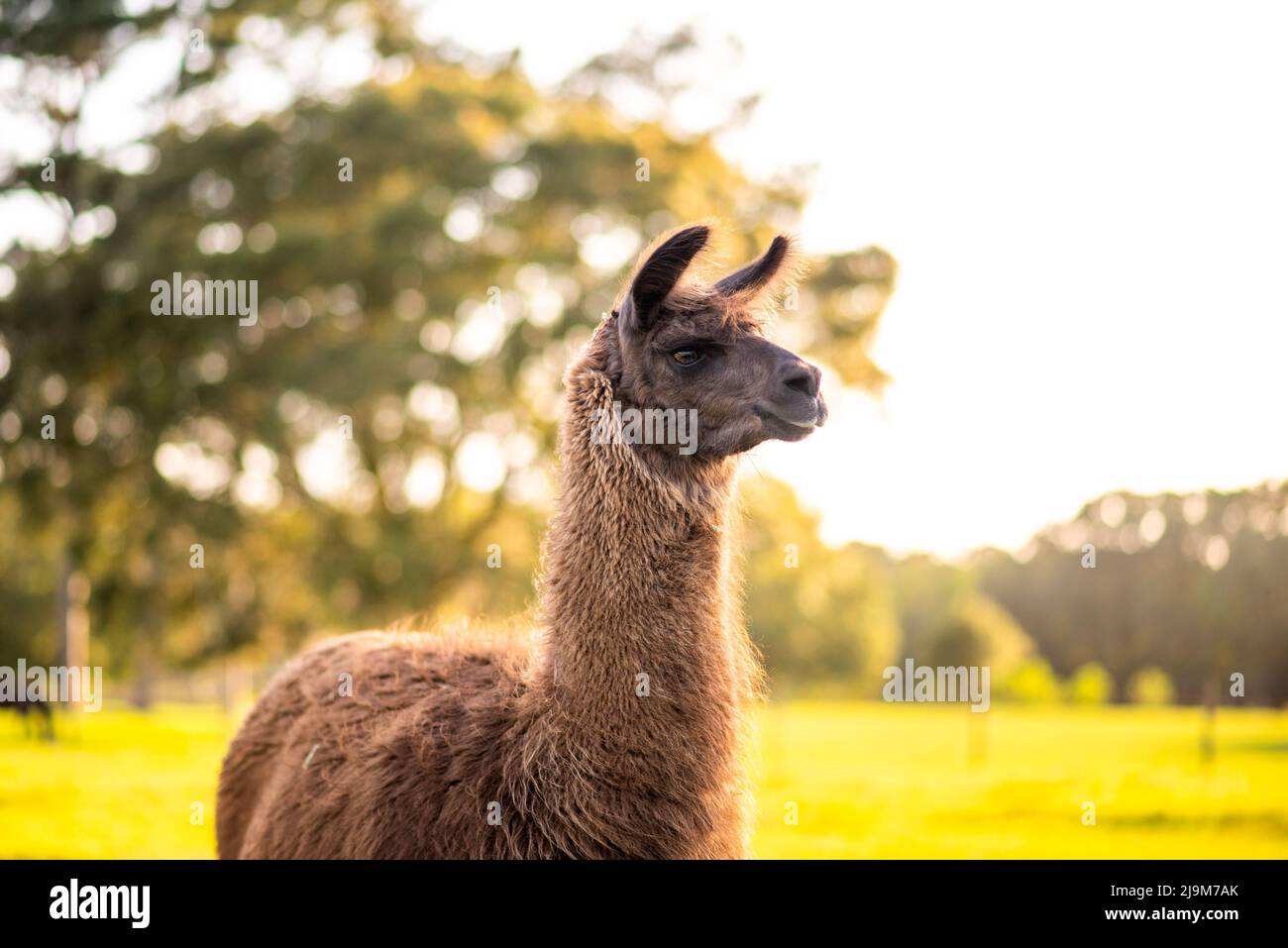 lama in the meadow in the pasture at sunset, fluffy llama before summer ...