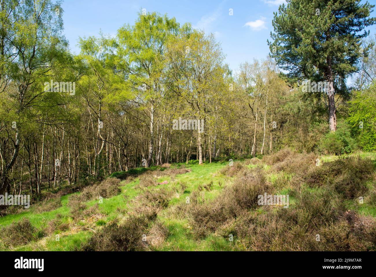 Heathland at Bestwood Country Park in Nottingham, Nottinghamshire ...
