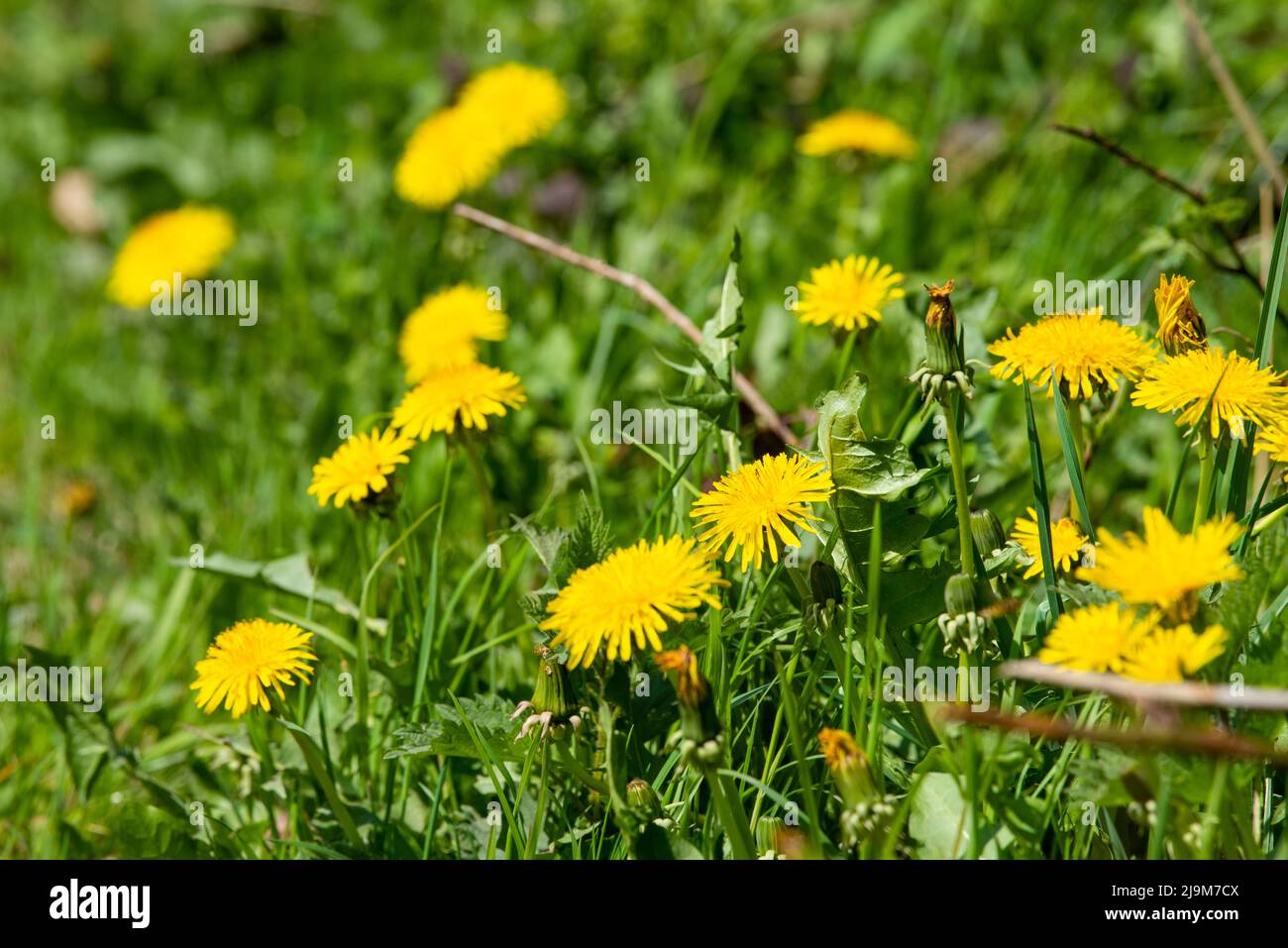 Spring dandelions at Bestwood Park in Nottingham, Nottinghamshire ...