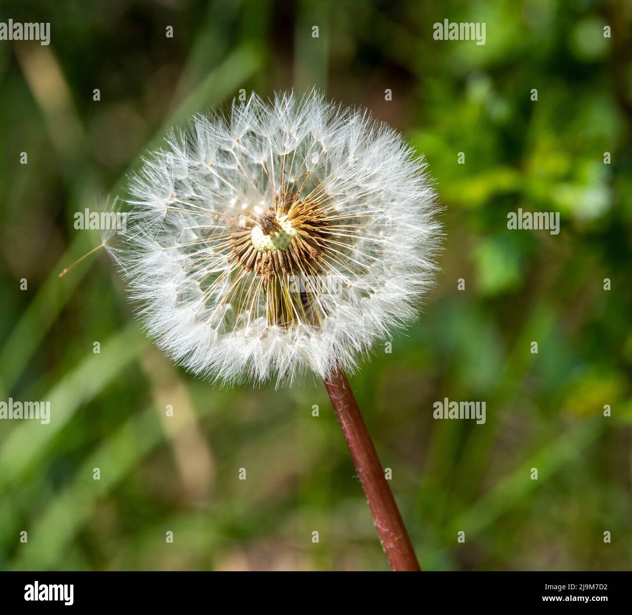 Spring dandelion at Bestwood Park in Nottingham, Nottinghamshire ...