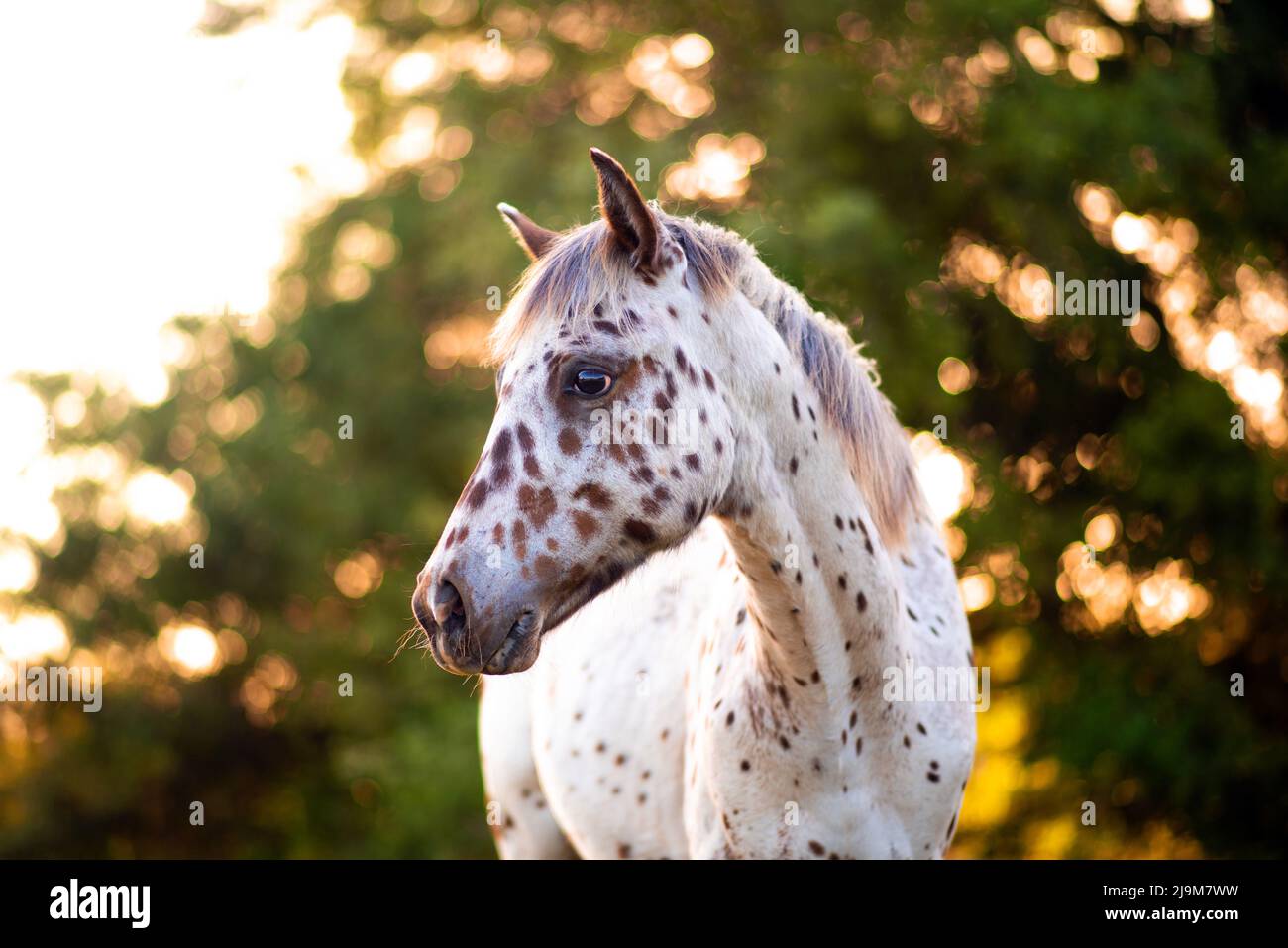Appaloosa horse in the pasture at sunset, white horse with black and ...