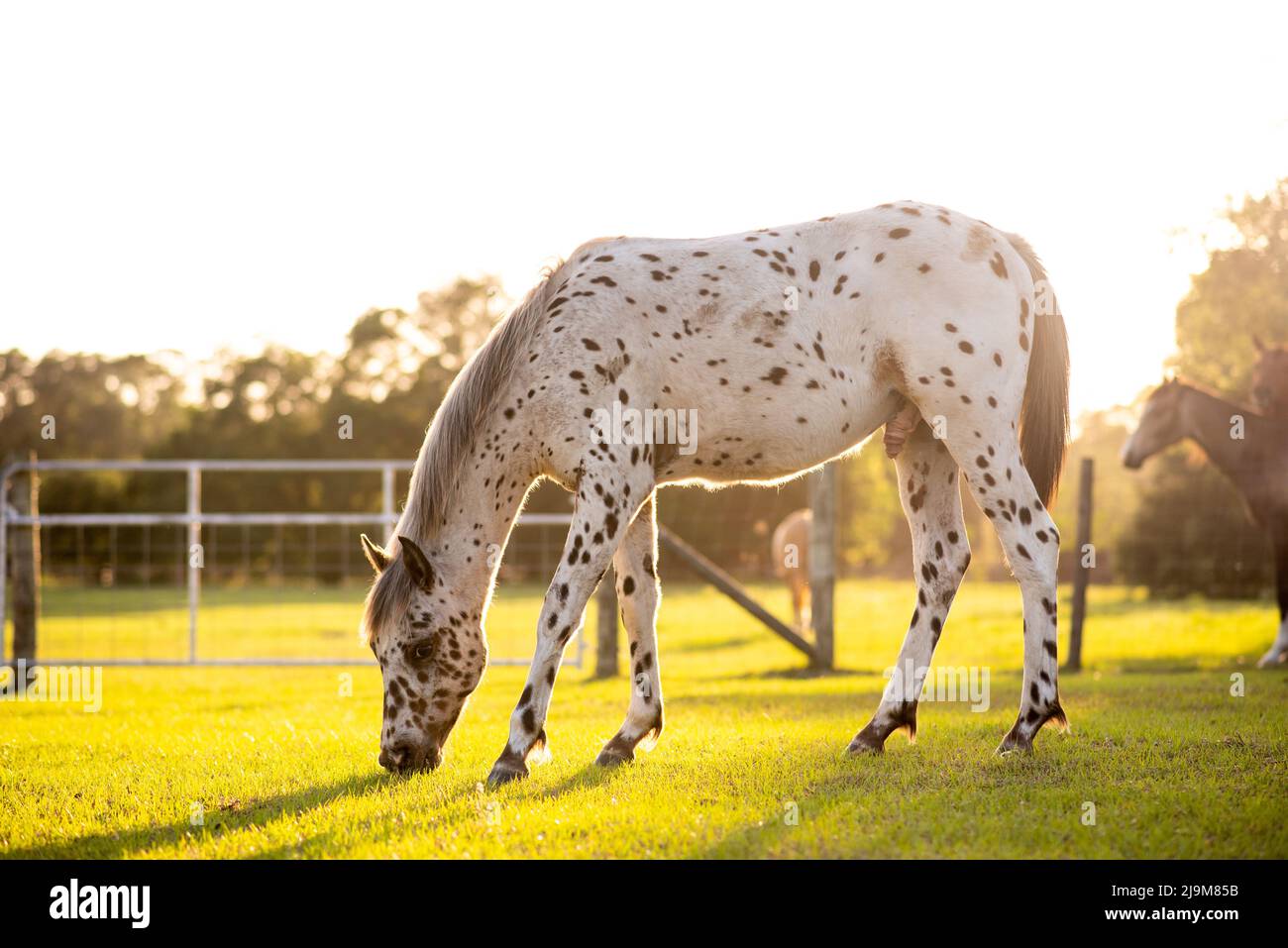 Appaloosa horse in the pasture at sunset, white horse with black and ...