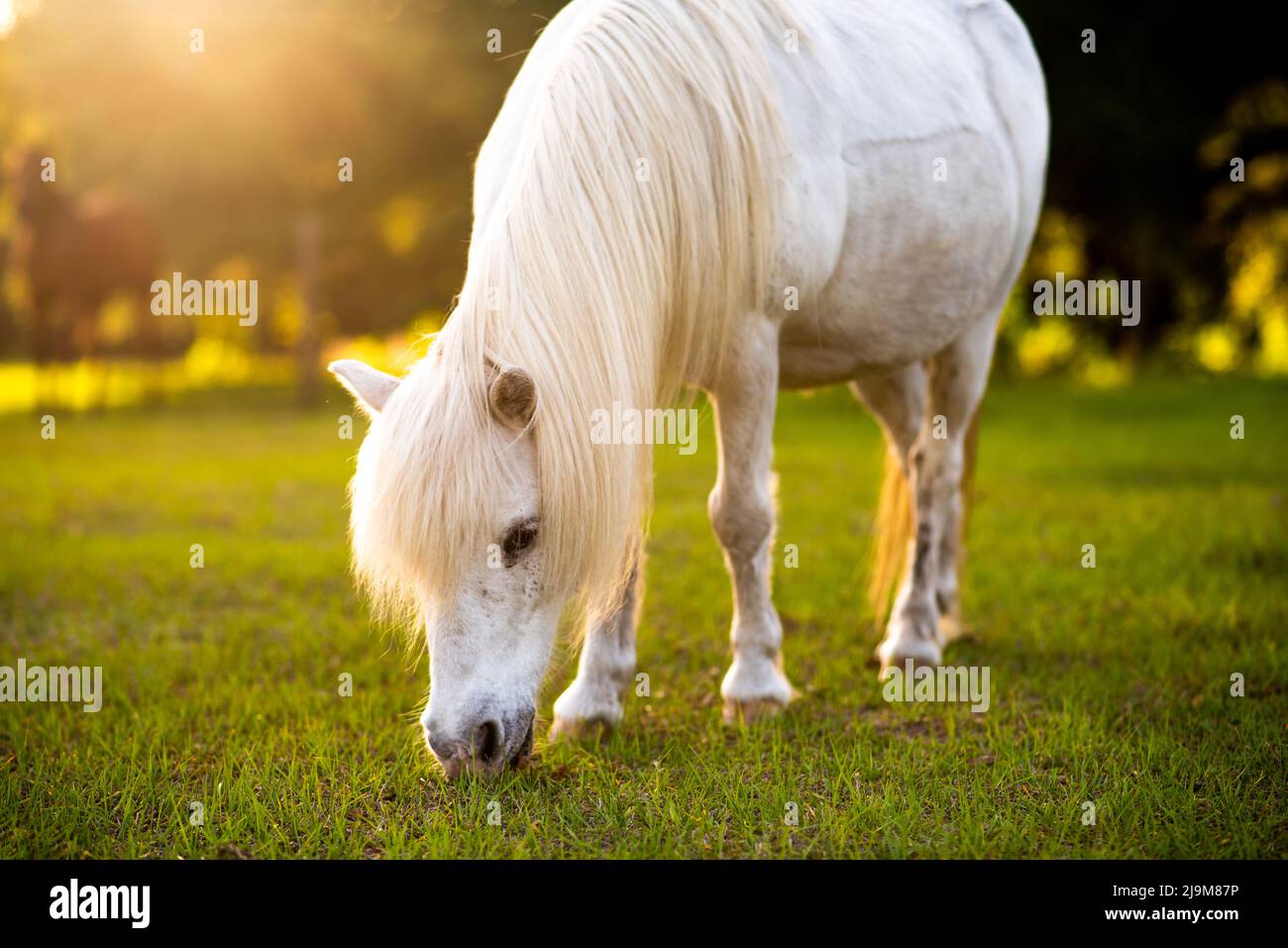 White pony in a pasture at sunset. Pony on the farm Stock Photo - Alamy