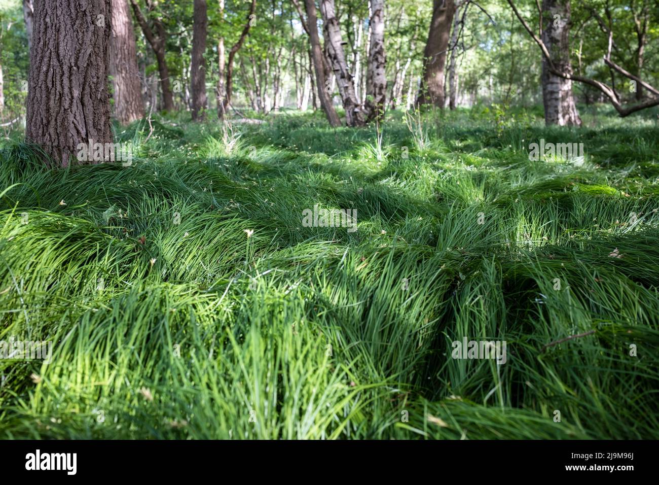 Beautiful dense green grass in a forest clearing, on a spring day Stock ...