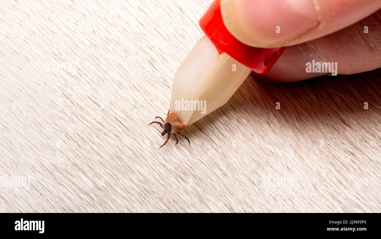 A tick on a dog's hair. A close-up of the dog's white, short hair with ...