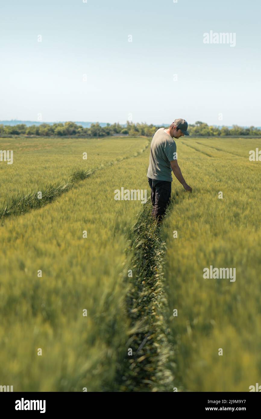 Farmer looking at green crops hi-res stock photography and images - Alamy