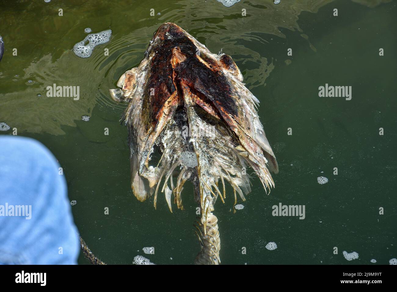 Marseille, France. 21st May, 2022. The corpse of a huge fish is seen ...