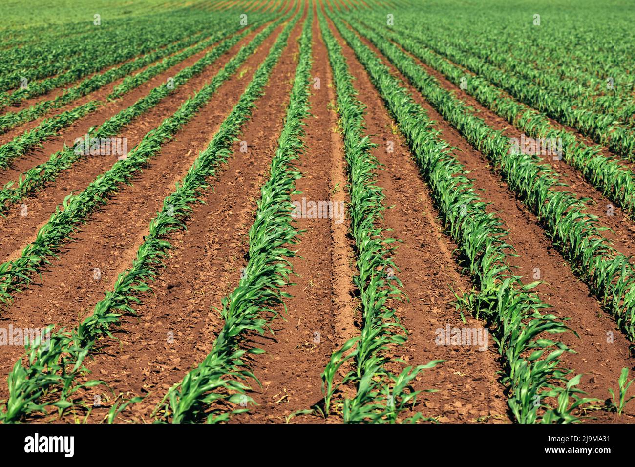 Windy corn plants hi-res stock photography and images - Alamy