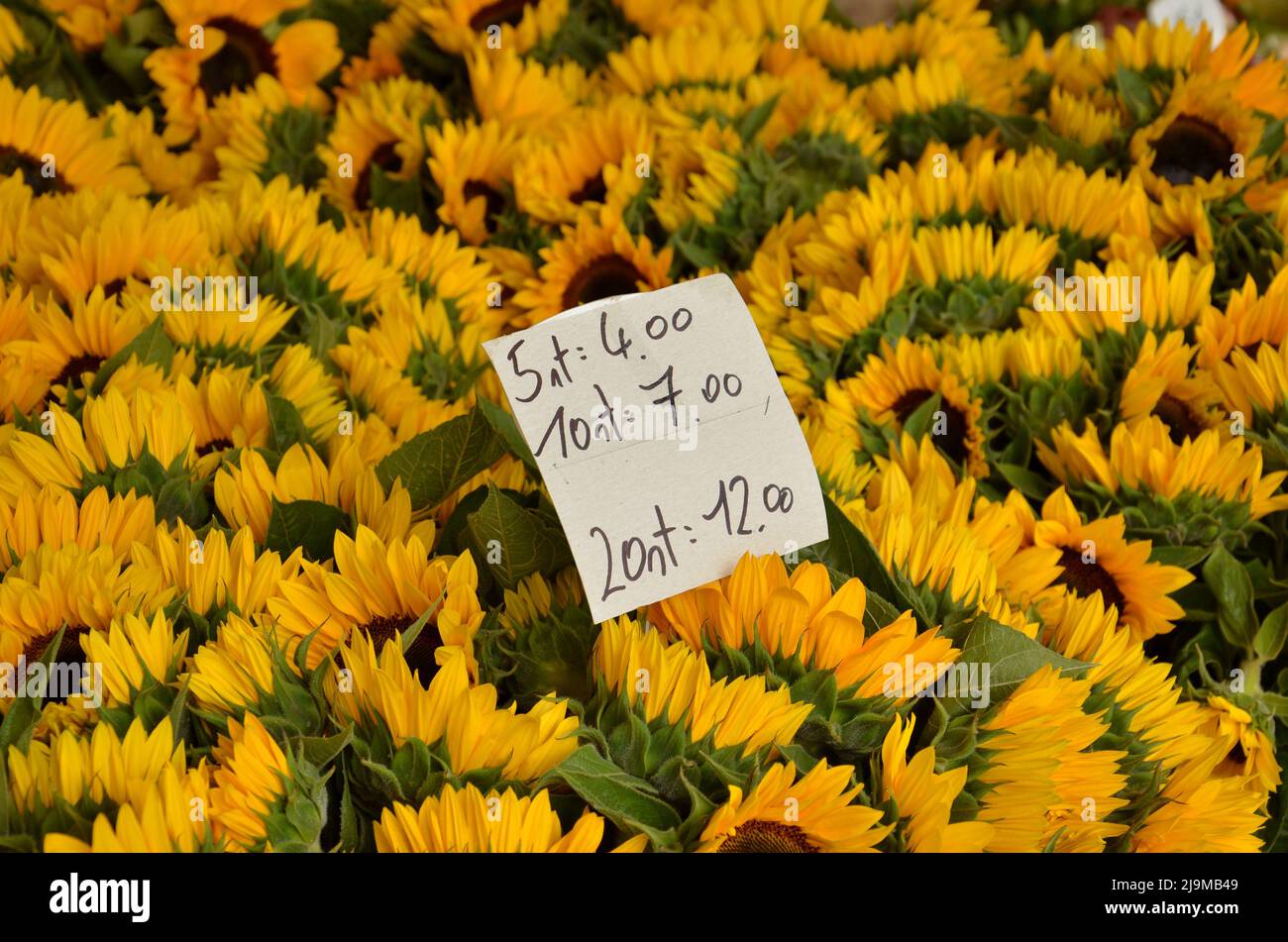 Sunflowers for sale with prices mentioned at the central market square ...