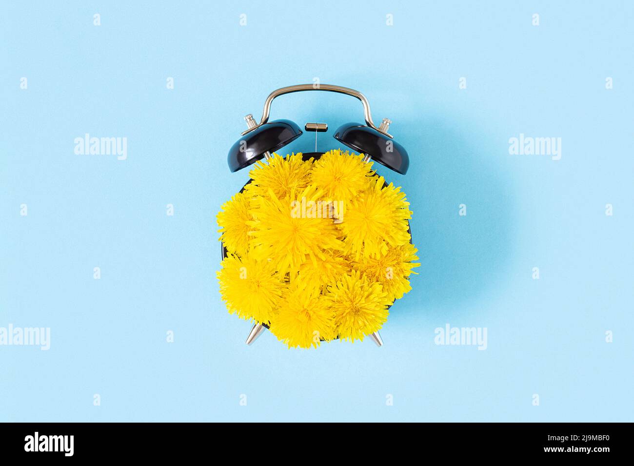 Creative summer concept. Alarm clock with yellow dandelions flowers on ...
