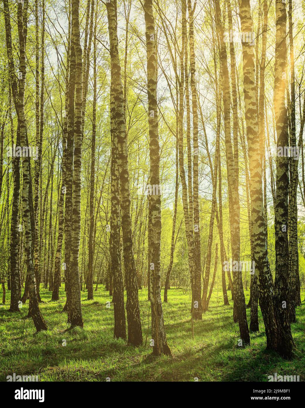 Grove of birches with young green leaves at sunset or sunrise in spring ...