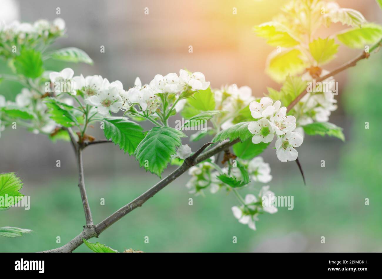 Blooming hawthorn on the branches of trees. Flowering branch of ...
