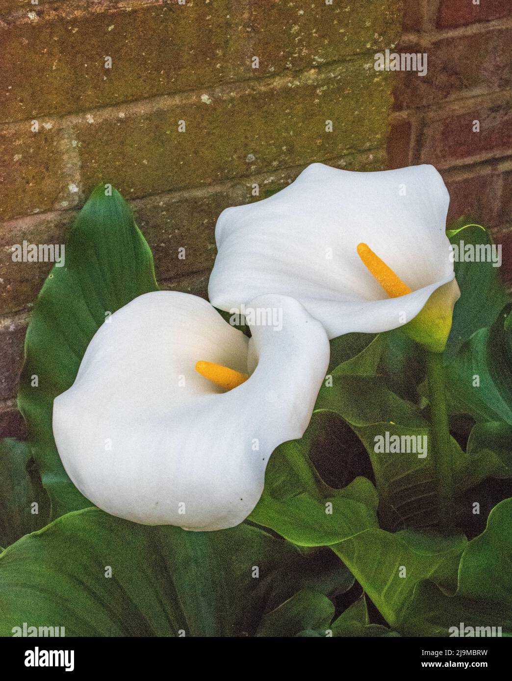 Lily garden display hi-res stock photography and images - Alamy