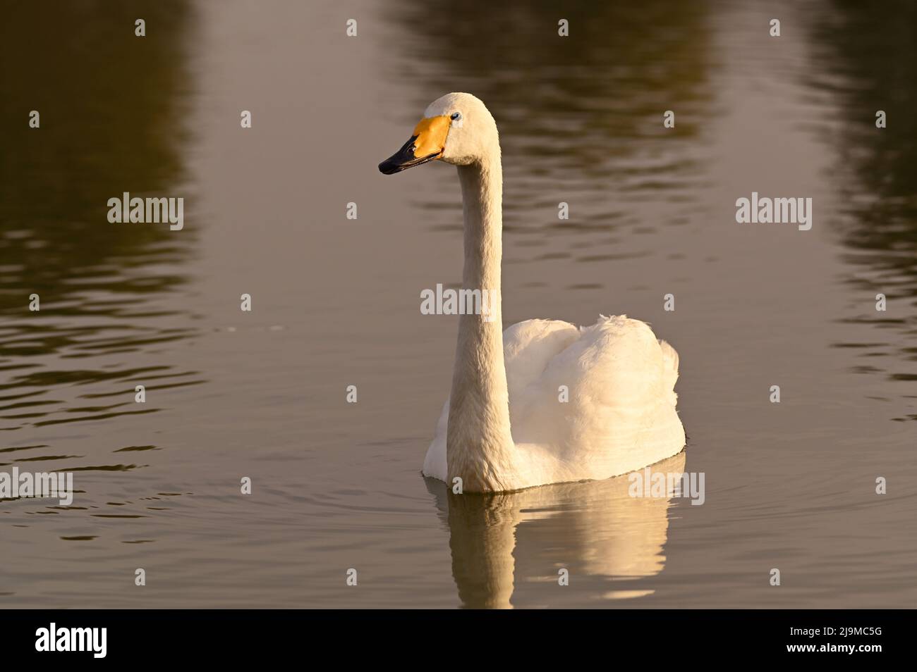 A beautiful white mute swan swimming at the flamingo lake in the early ...