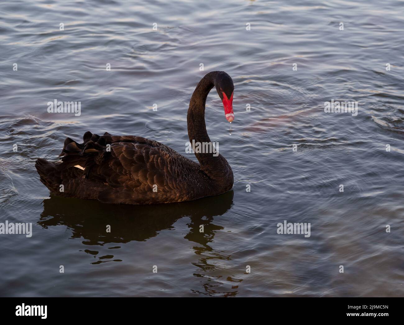 A beautiful black swan (cygnus atratus) swimming at the flamingo lake ...