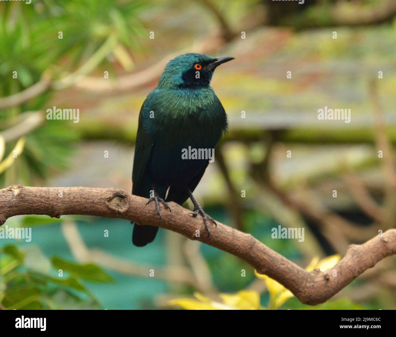 Close up of a beautiful shining bronze cuckoo captured at the World of ...