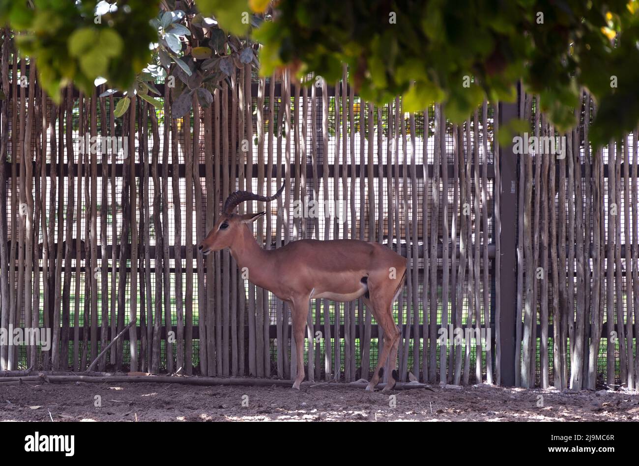 Bongo antelope kenya africa hi-res stock photography and images - Alamy
