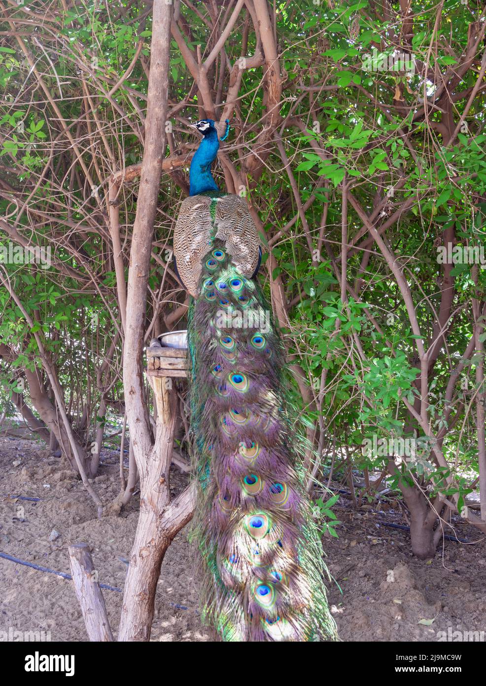 Beautiful peacock with long spread feathers captured at Dubai Safari ...