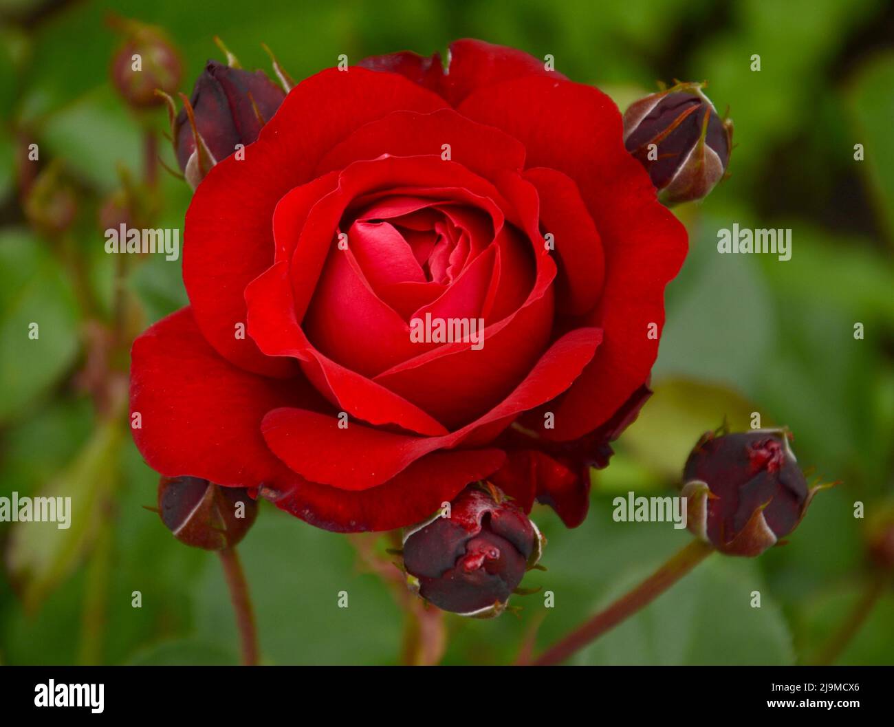 MACRO OF A BEAUTIFUL VIBRANT RED ROSE SURROUNDED BY BUD FOUND IN ...
