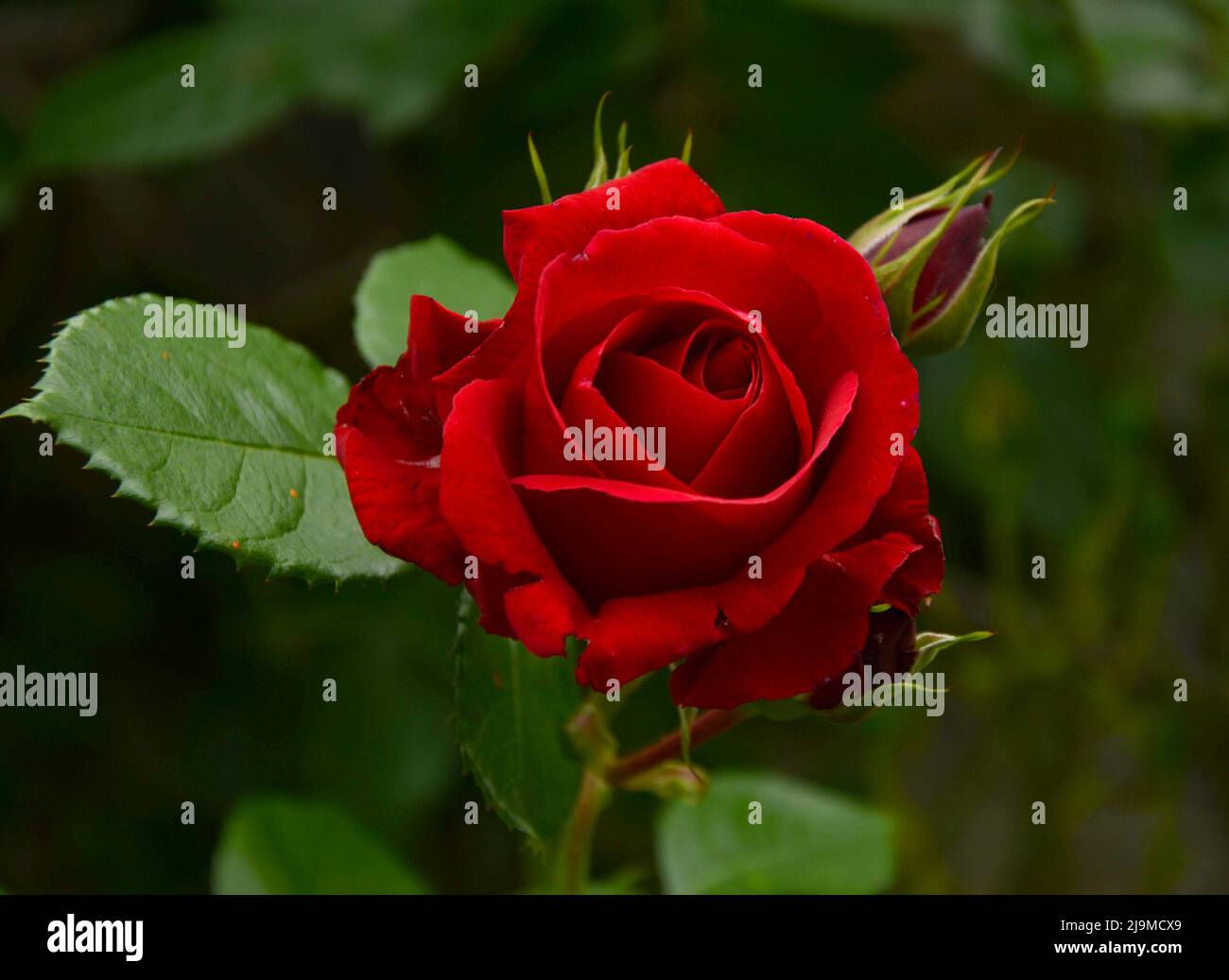 Beautiful blooming red rose flowers in the garden hi-res stock ...
