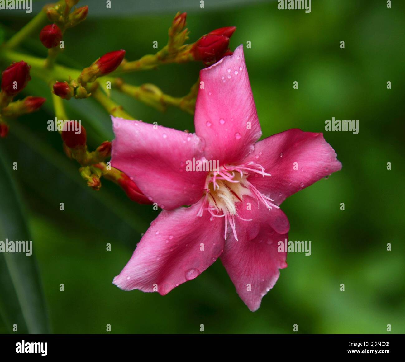 Pink sunflower hi-res stock photography and images - Alamy
