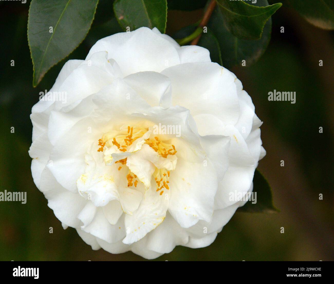 A MACRO OF A BEAUTIFUL WHITE FULLY BLOOMED ROSE FOUND IN CAPETOWN ...