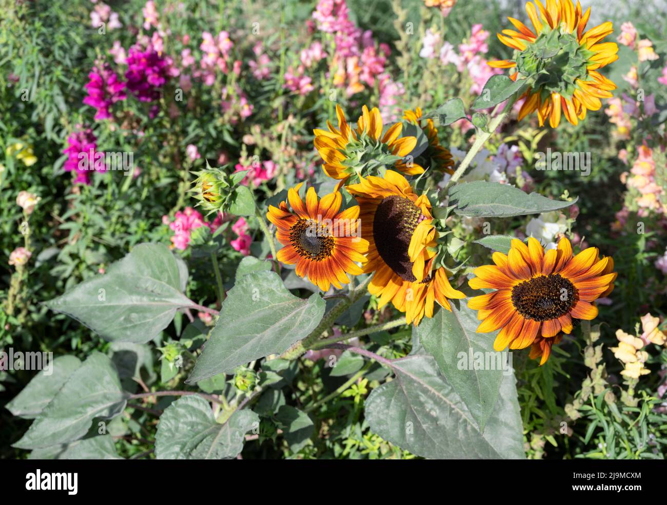Beautiful and huge orange and red sunflowers at the backdrop of blue ...