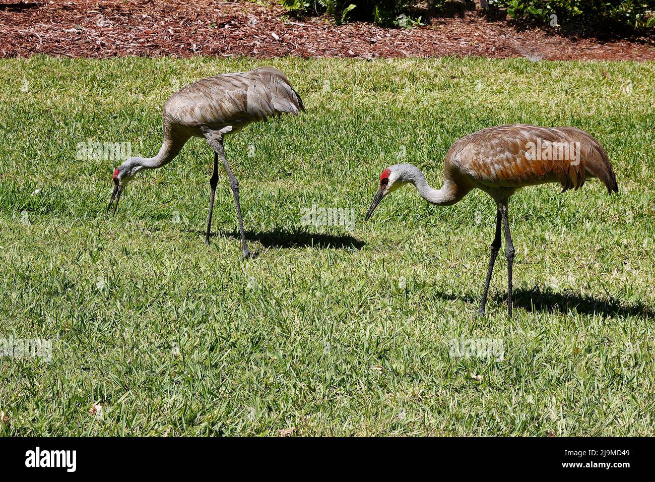 Tall birds hi-res stock photography and images - Alamy
