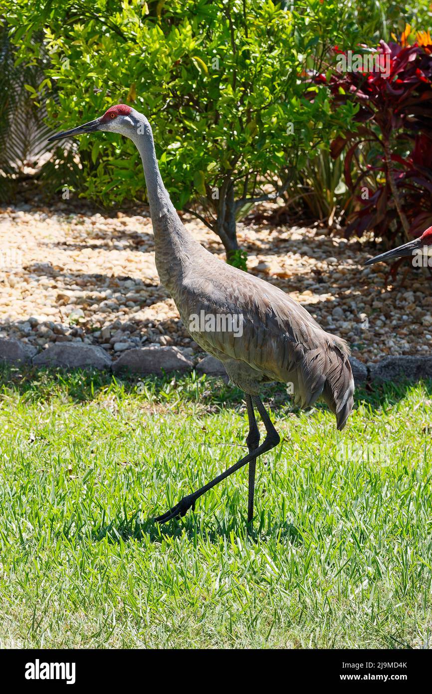 Sandhill crane, walking in grass, close-up, back yard, tall bird ...