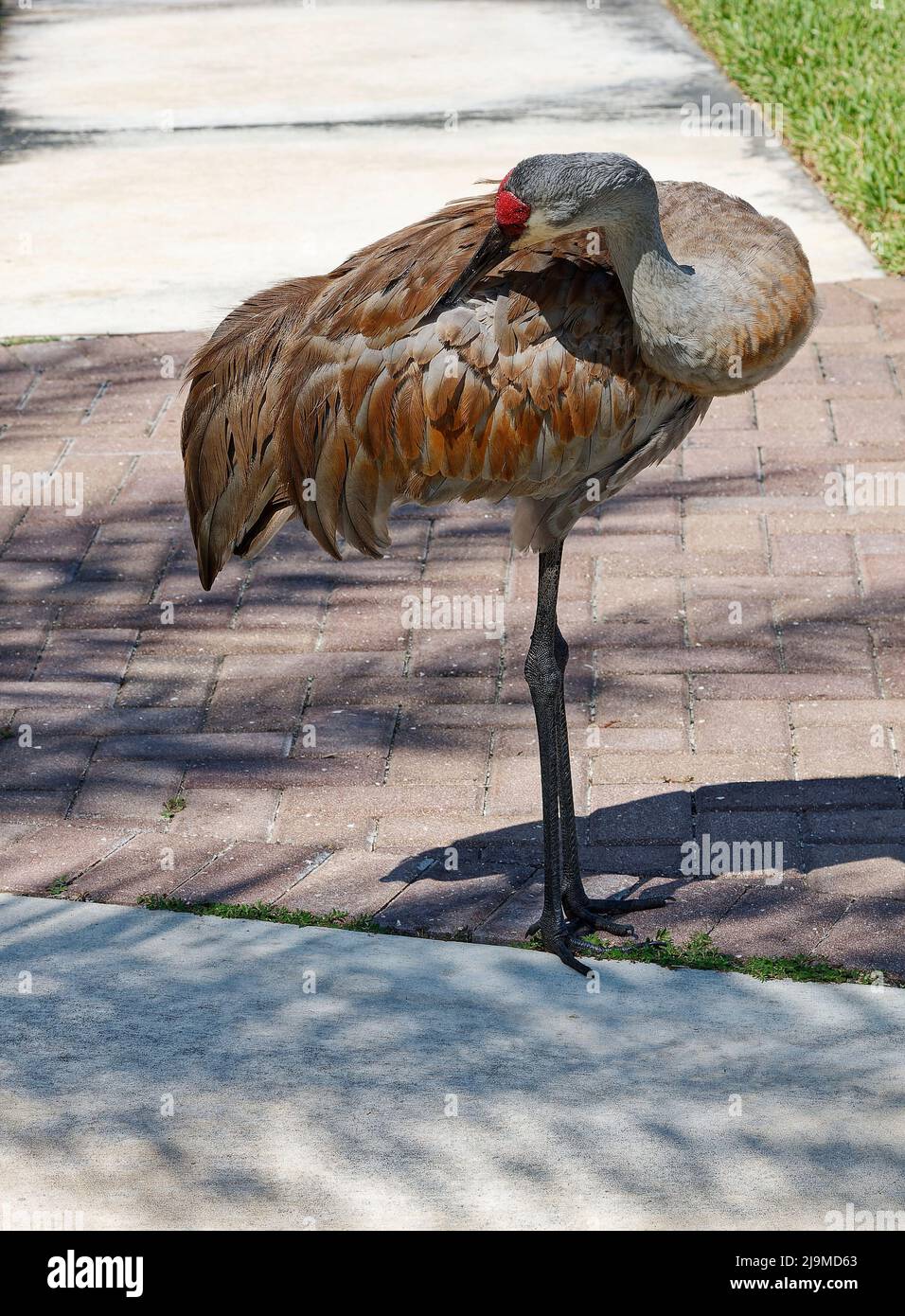 Tall standing bird hi-res stock photography and images - Alamy