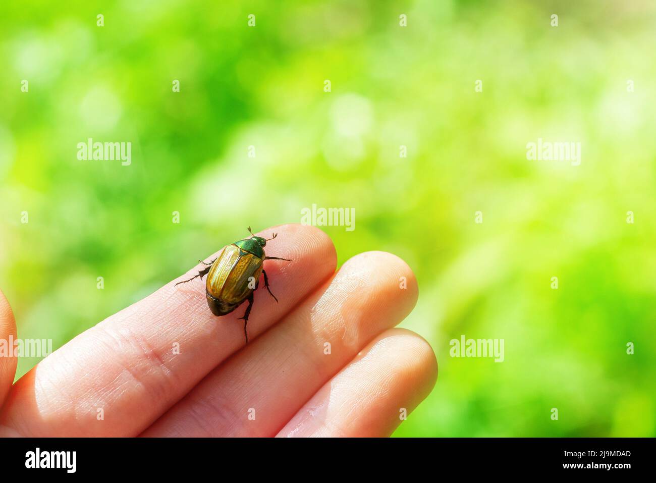 Human and insect hi-res stock photography and images - Alamy