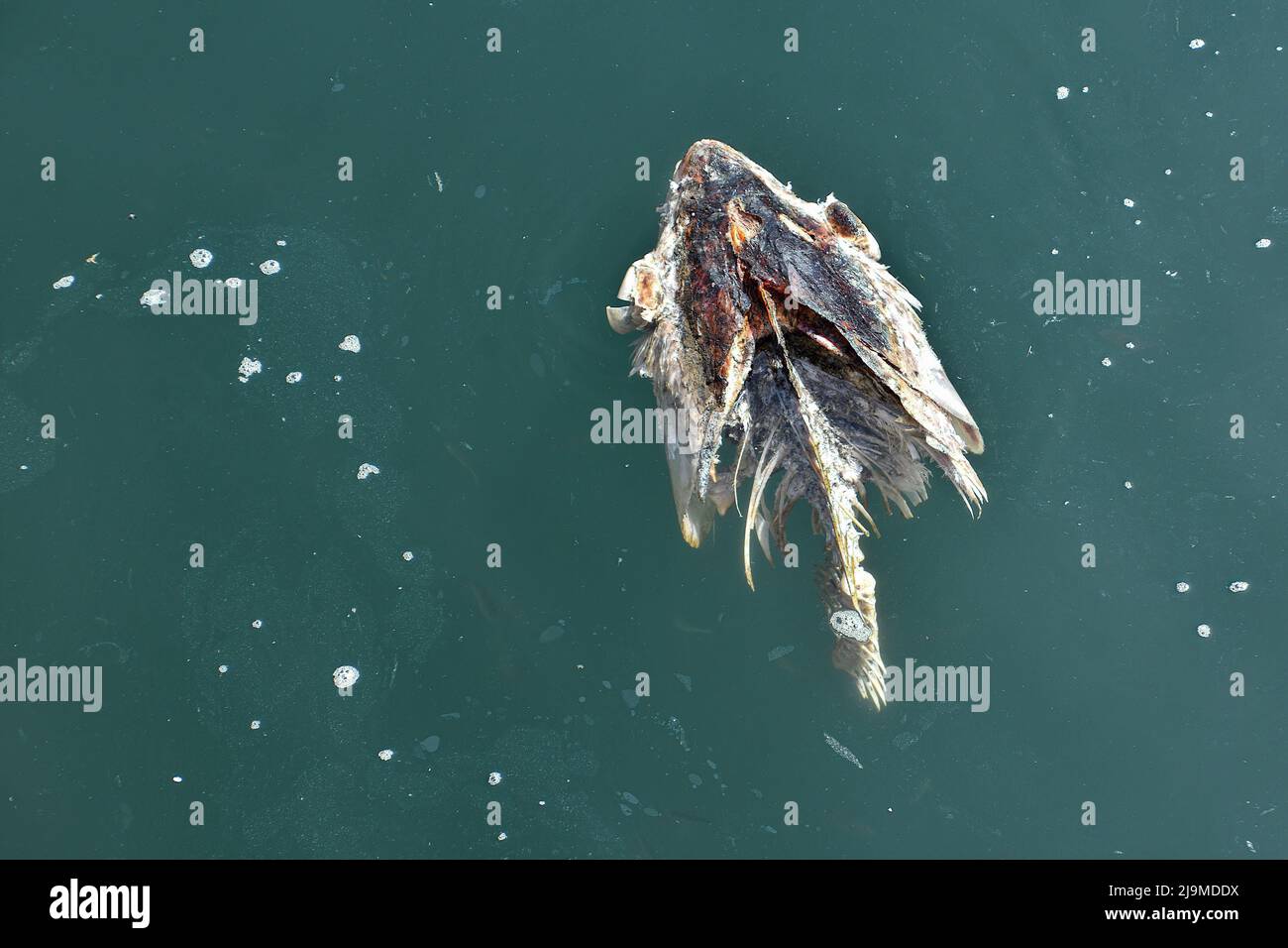 Dead fish due to water pollution hi-res stock photography and images ...