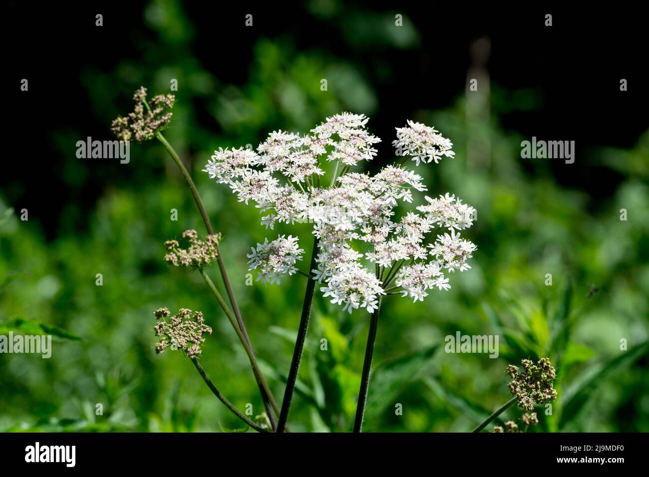 Cow Parsley (Anthriscus sylvestris), Warwickshire, UK Stock Photo - Alamy