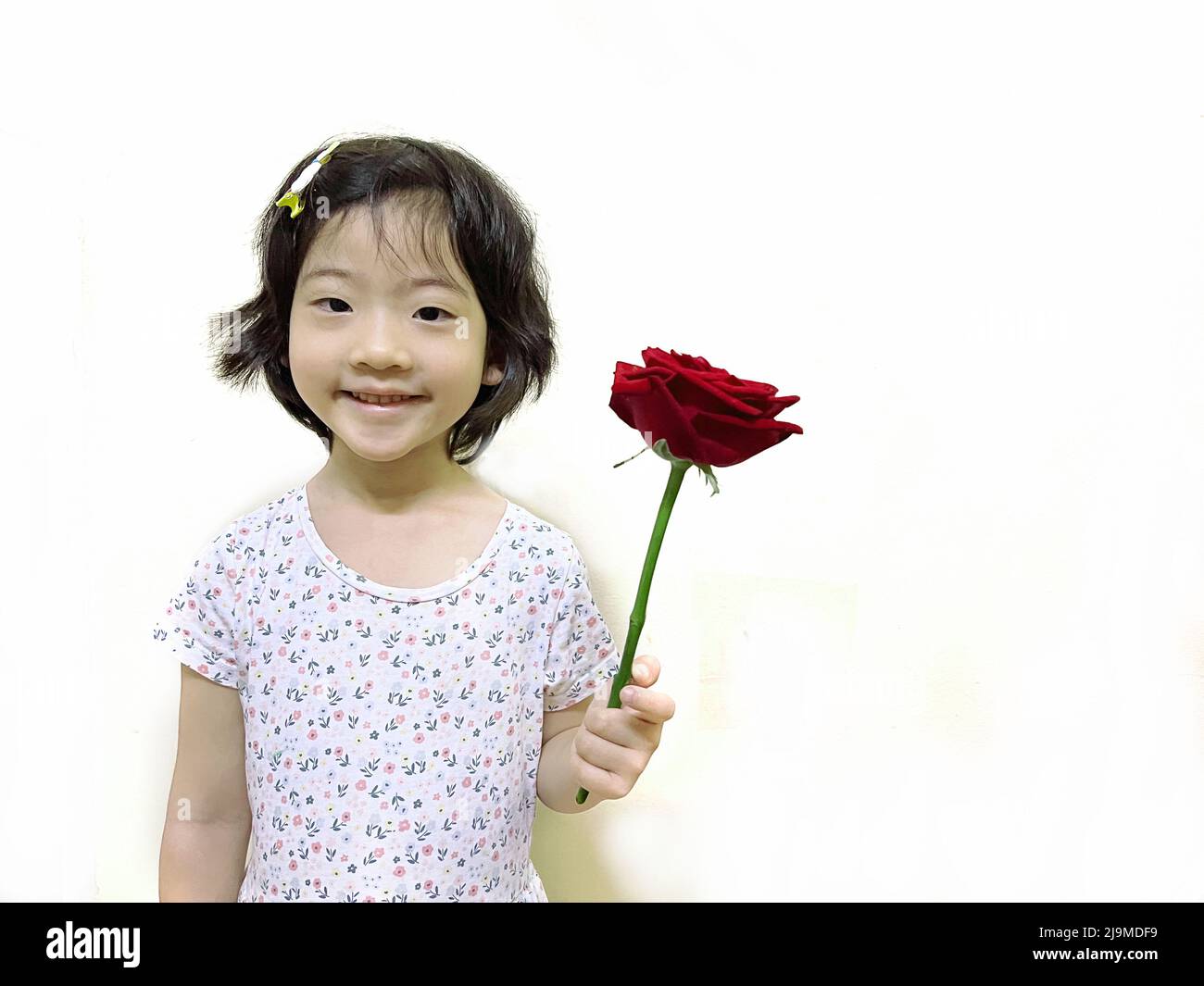cute little girl is giving rose isolated on white background Stock ...