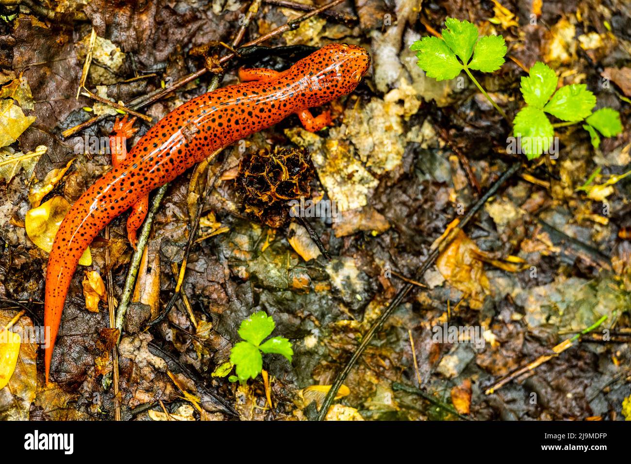 Shiny Red Salamander Sits On Wet Trail in Great Smoky Mountains ...