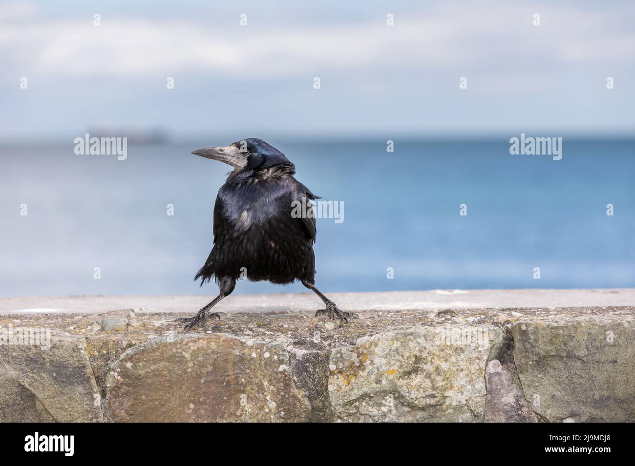 Fountainstown hi-res stock photography and images - Alamy