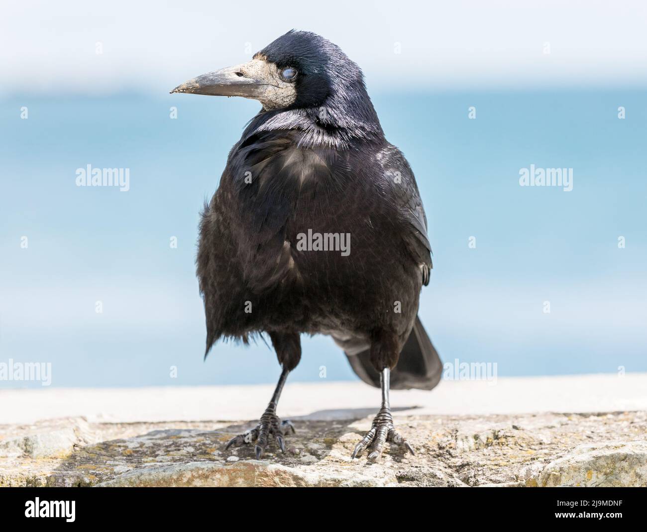 Crows and seaside hi-res stock photography and images - Alamy