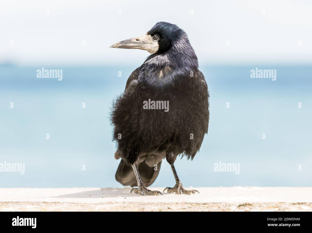 Bird crows hi-res stock photography and images - Alamy